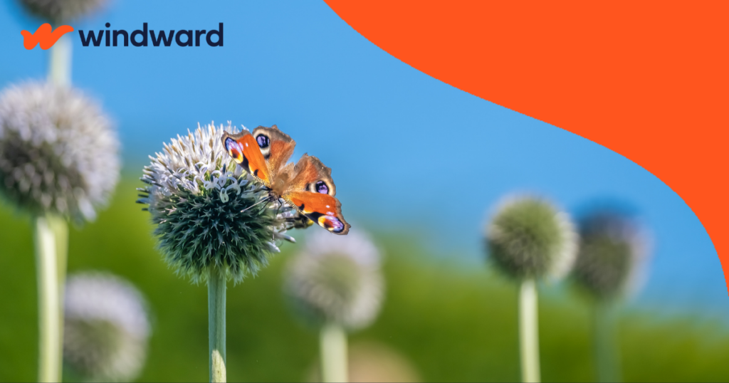 Our Leadership | Windward